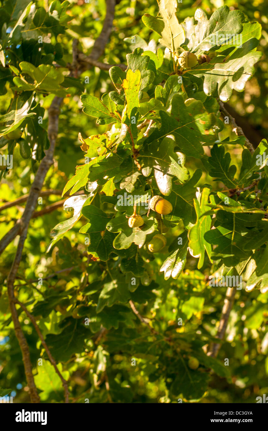 An image of haycorns Stock Photo - Alamy