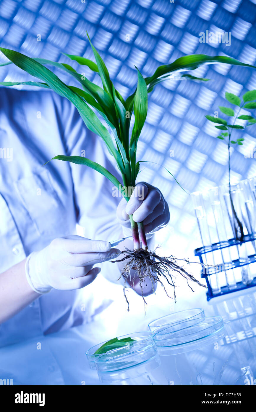 Experimenting with flora in laboratory Stock Photo - Alamy