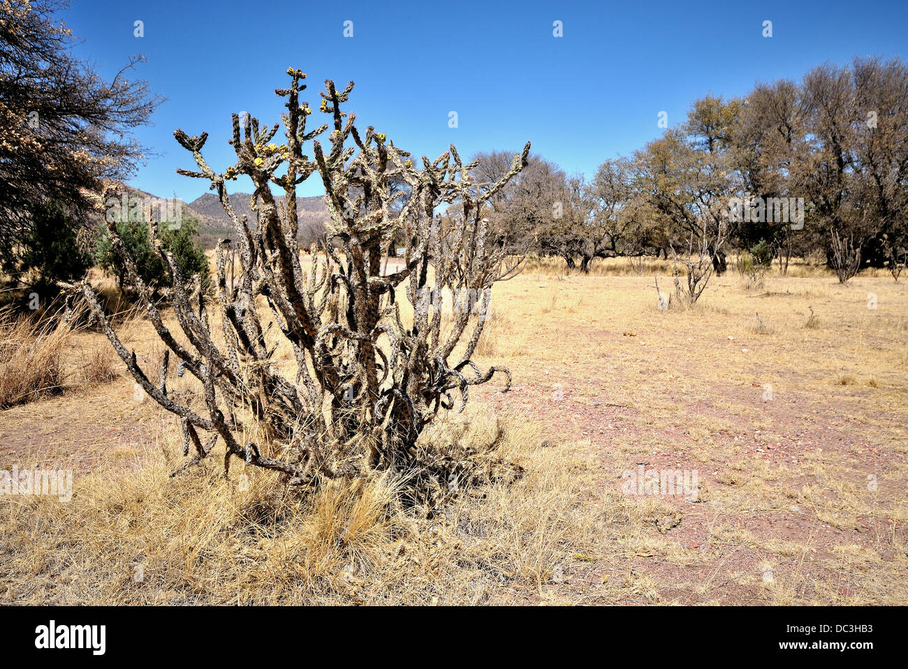 The Texas Prairie in Jeff Davis County, USA Stock Photo - Alamy