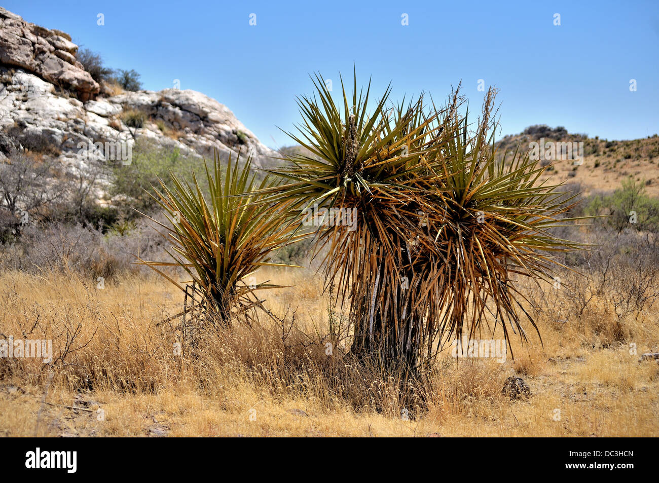 Yucca Cacti in the Texan Prairie in Jeff Davis County, USA Stock Photo ...