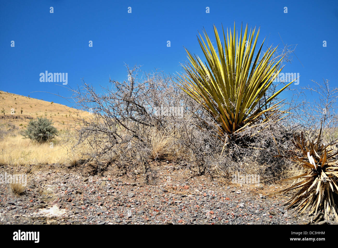 Yucca cactus hi-res stock photography and images - Alamy
