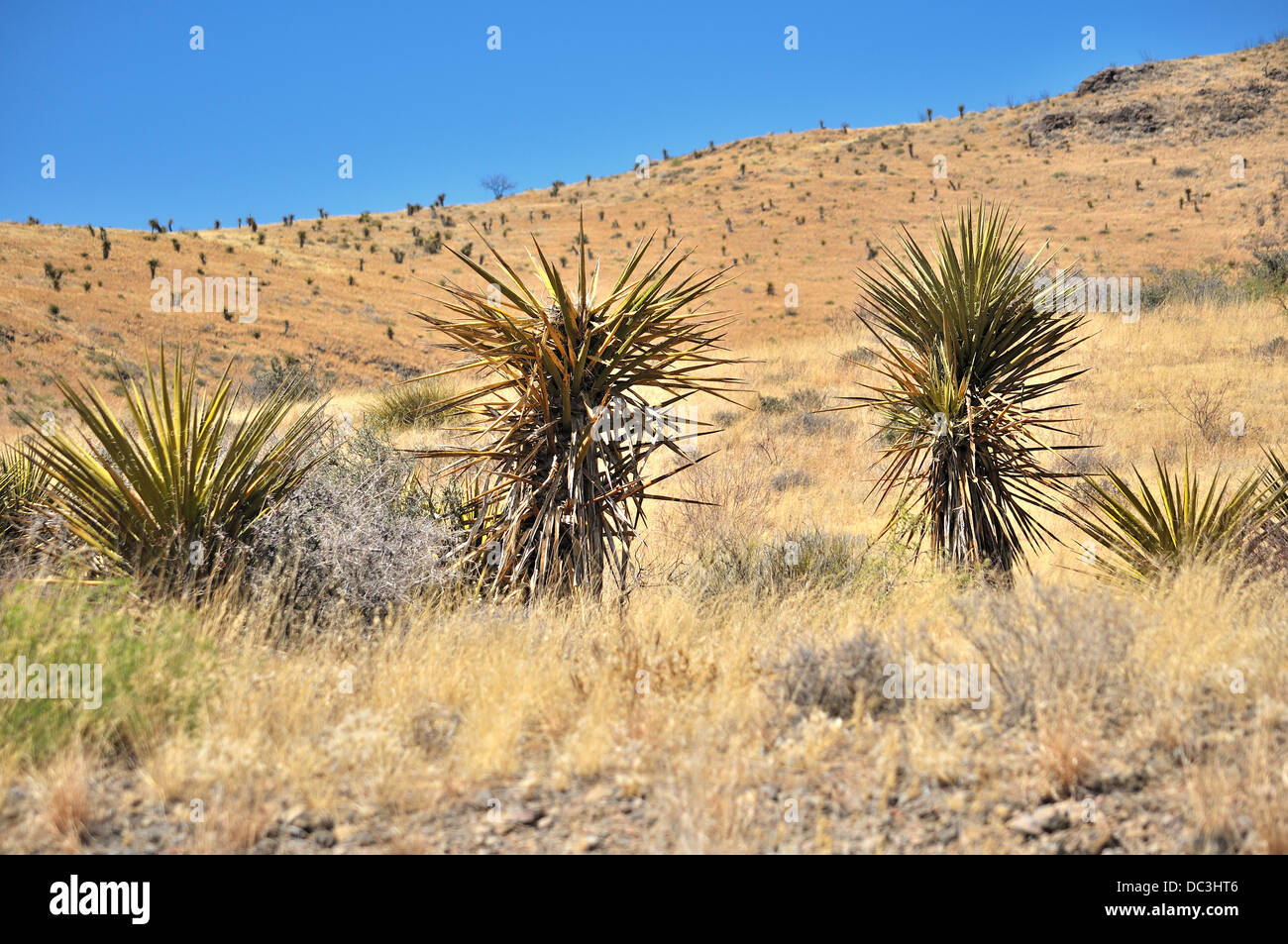 Yucca cactus texas hi-res stock photography and images - Alamy
