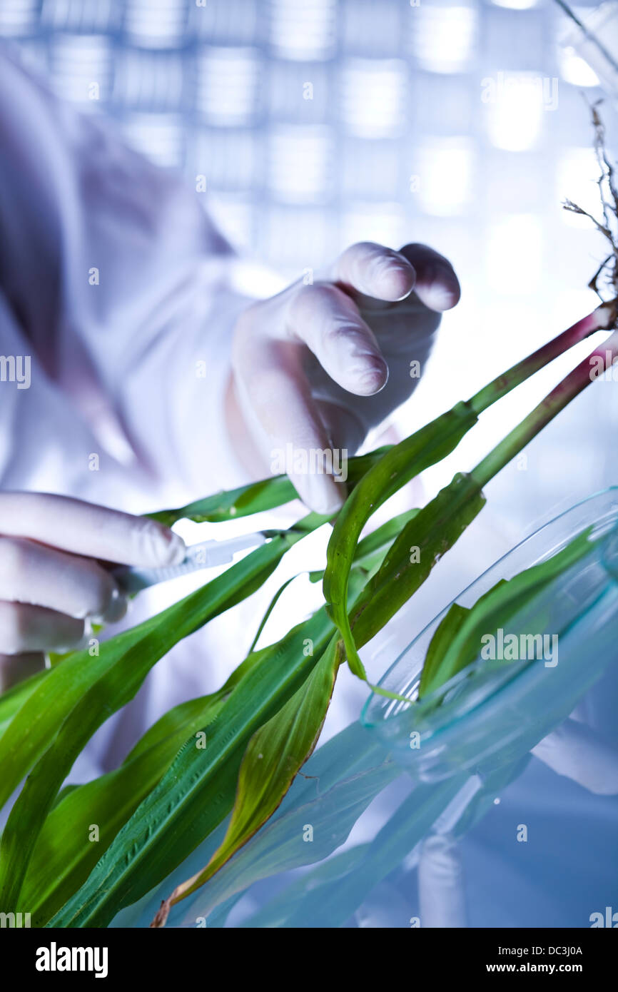 Floral science hi-res stock photography and images - Alamy