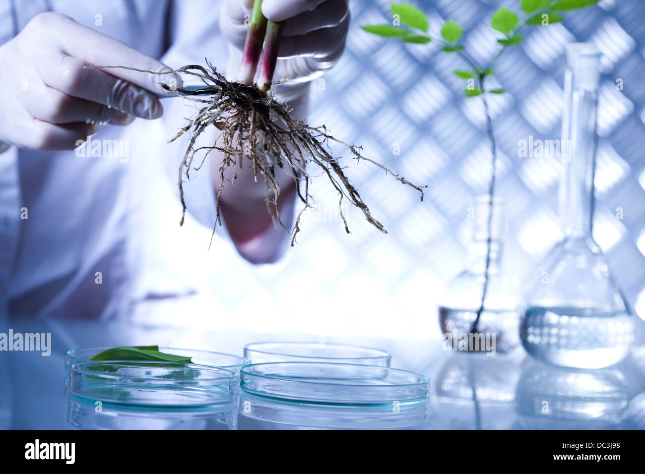 Ecology laboratory experiment in plants Stock Photo - Alamy