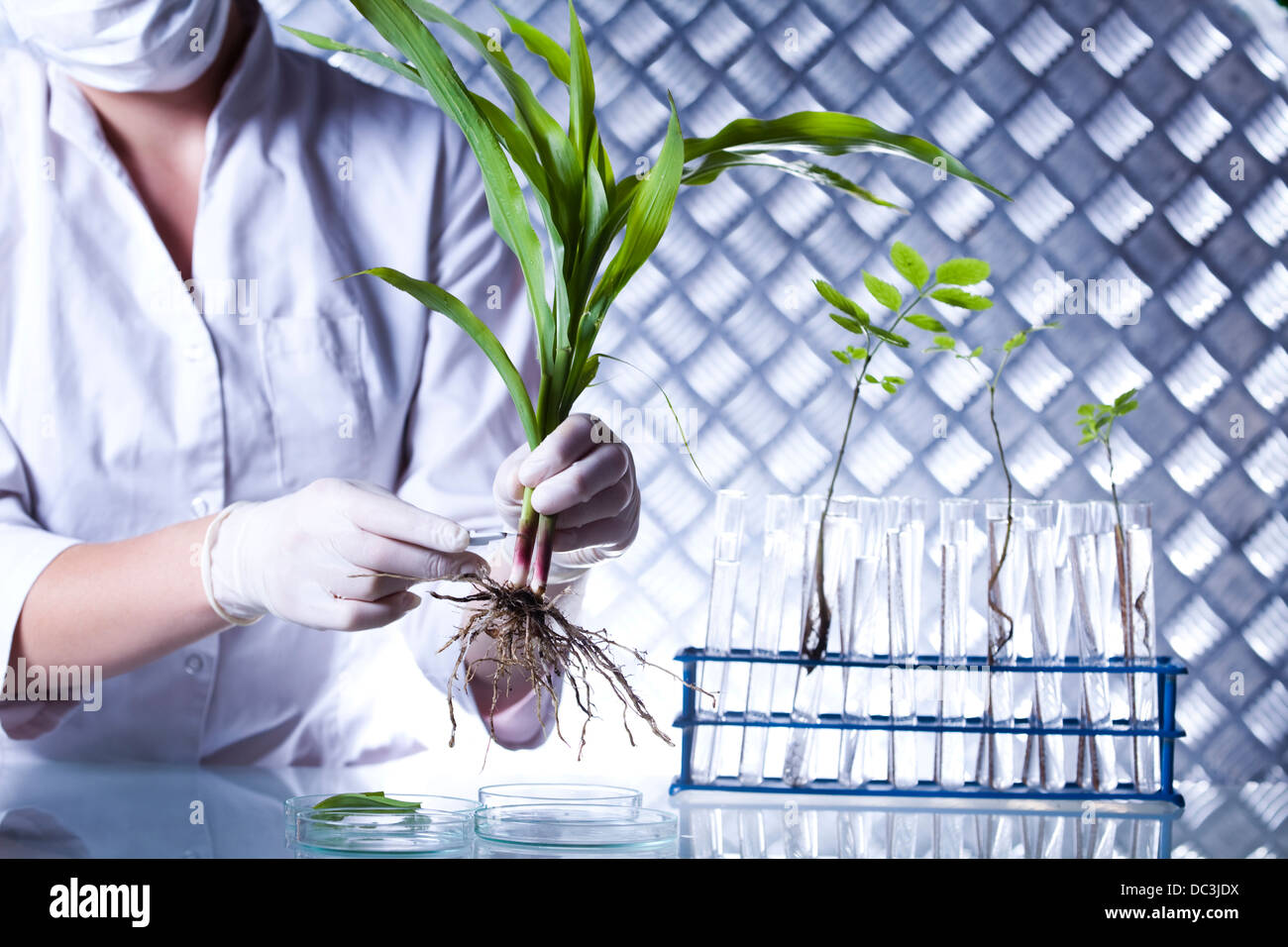 Ecology laboratory experiment in plants Stock Photo - Alamy