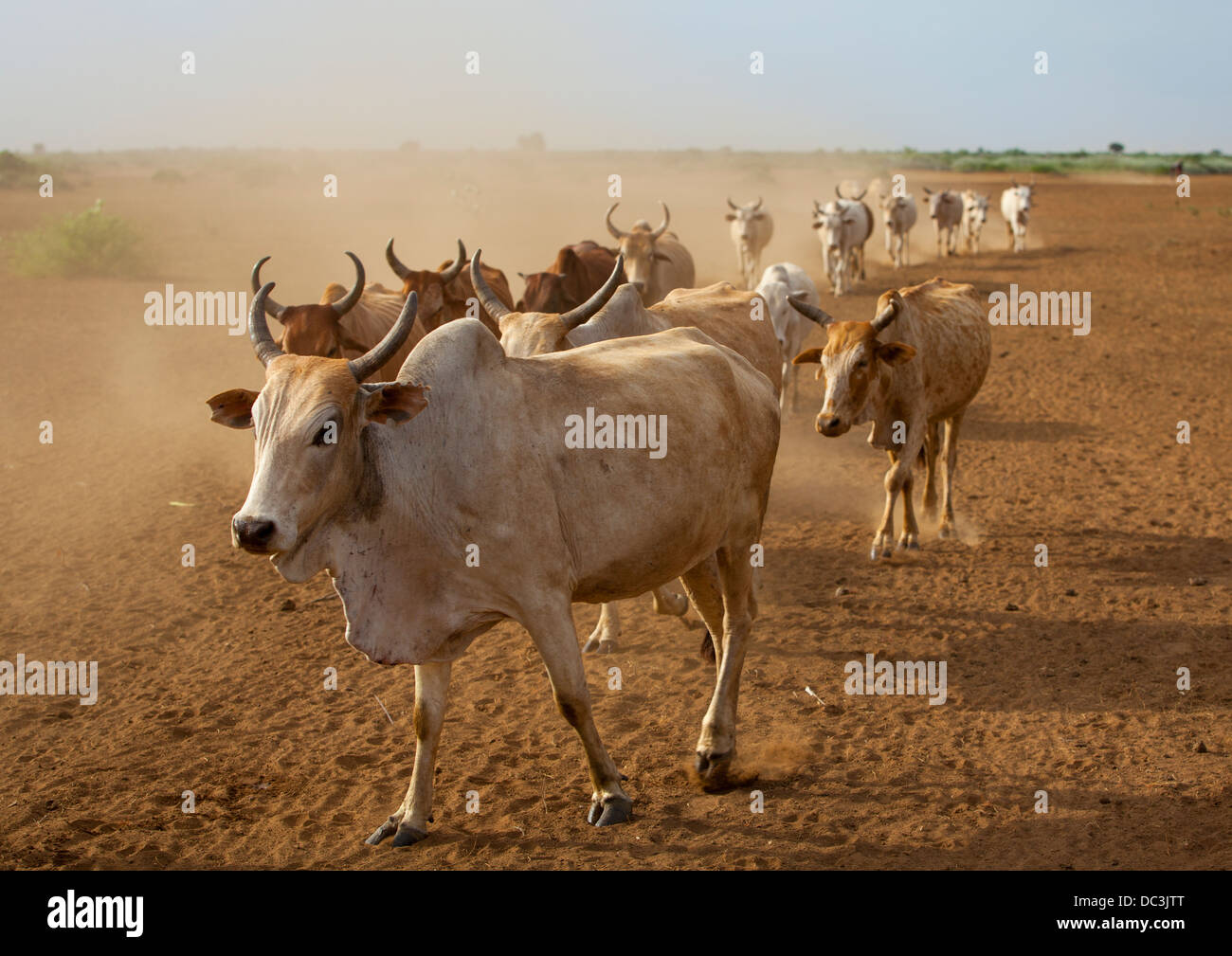 Cows Coming Back At Sunset, Omorate, Omo Valley, Ethiopia Stock Photo ...