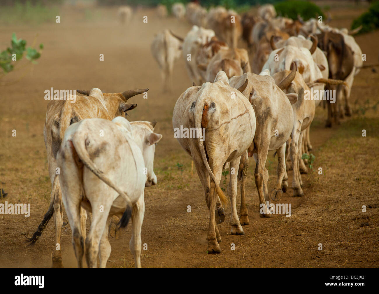 Cows Coming Back At Sunset, Omorate, Omo Valley, Ethiopia Stock Photo ...