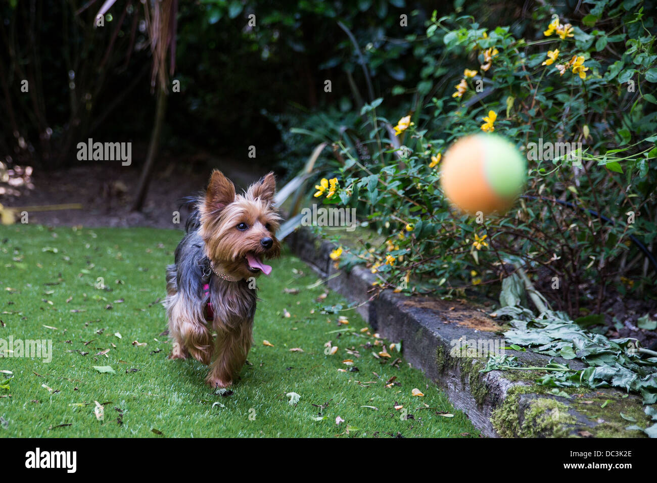 Dog playing fetch Stock Photo - Alamy