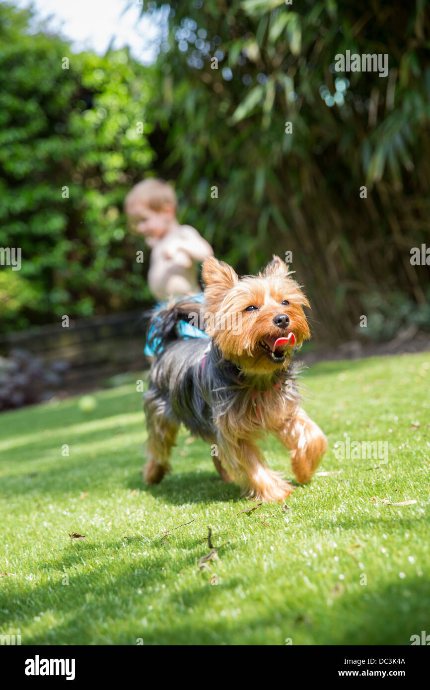 Dog playing in garden Stock Photo - Alamy