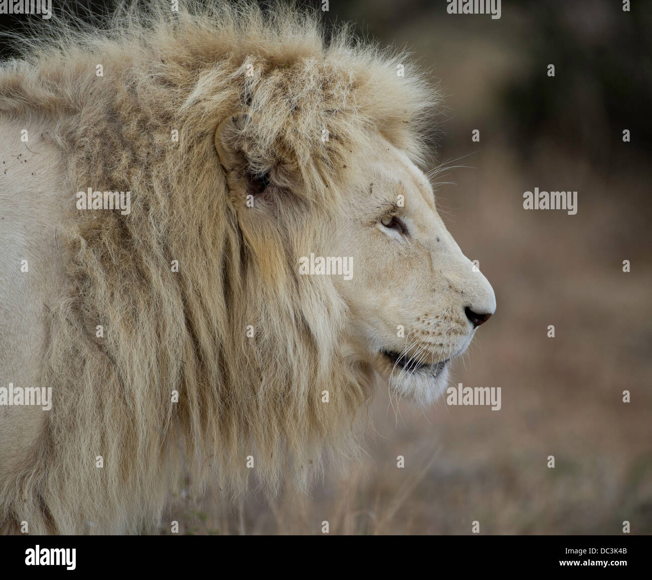 Portrait male white lion hi-res stock photography and images - Alamy