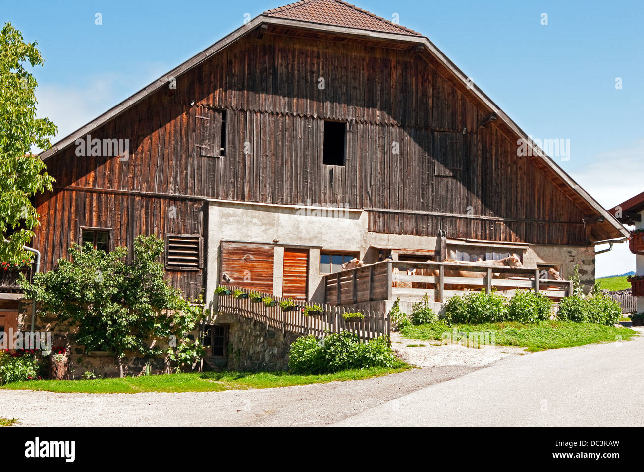 Barn and cows, Castelrotto, Italy Stock Photo - Alamy