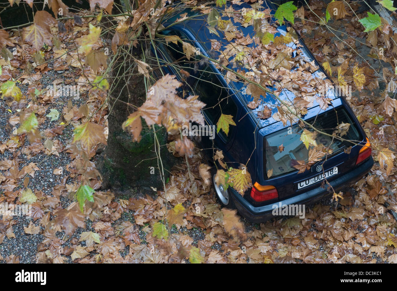 Car under a tree during the fall Stock Photo - Alamy