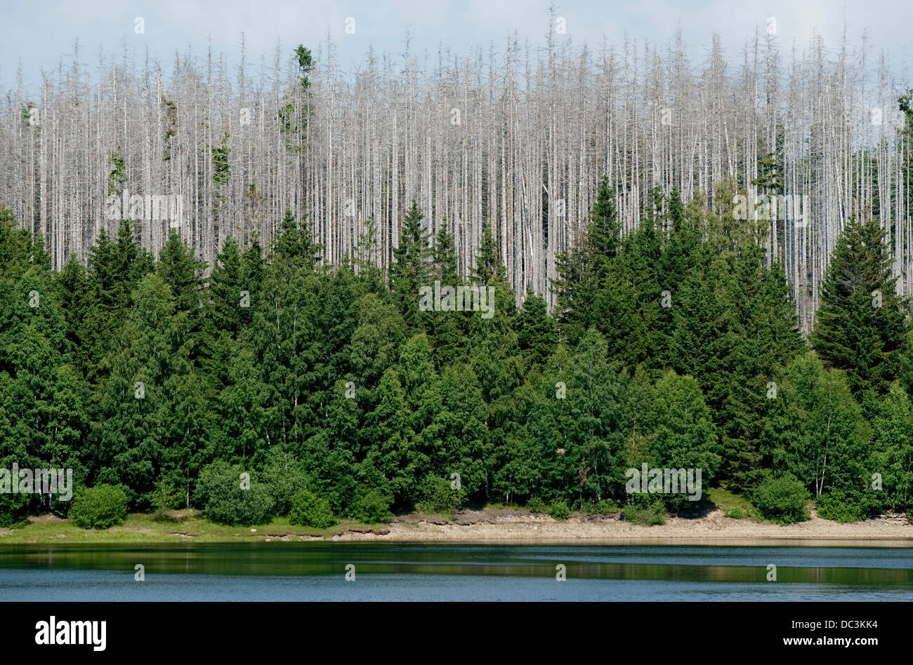 Healthy spruce trees grow in front of bark beetle stricken spruces at ...