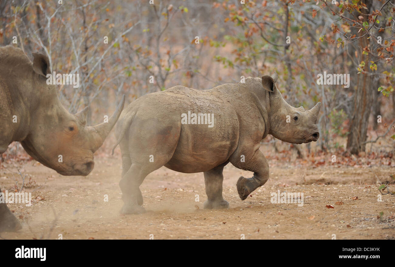 young white rhinoceros running in front of his mother Stock Photo - Alamy