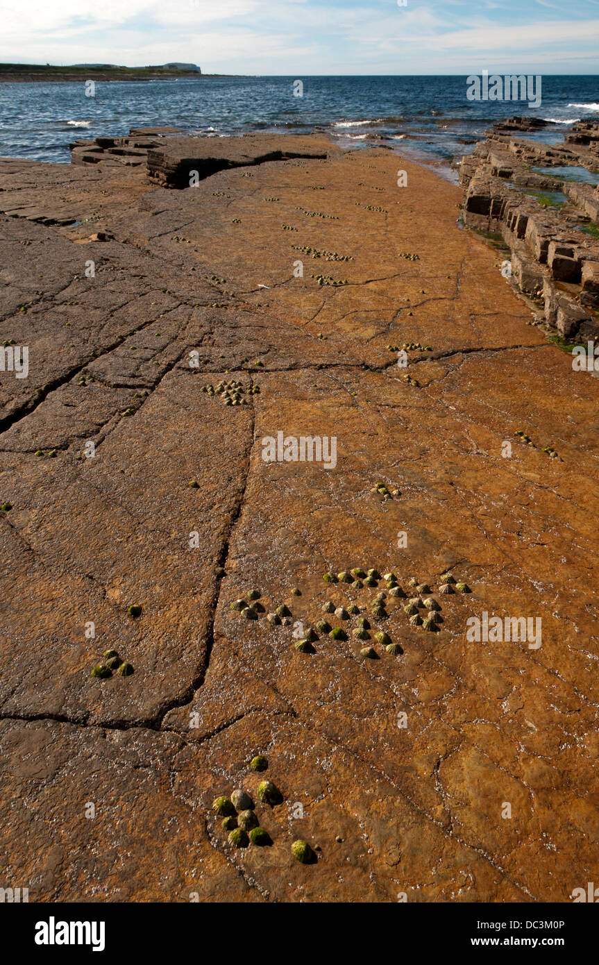 Caithness sandstone slab with shells on a beach near the village of Mey ...