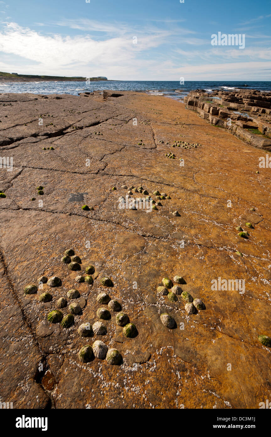 Caithness sandstone slab with shells on a beach near the village of Mey ...