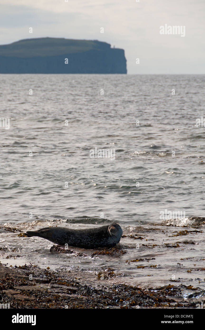 Dunnet village hi-res stock photography and images - Alamy