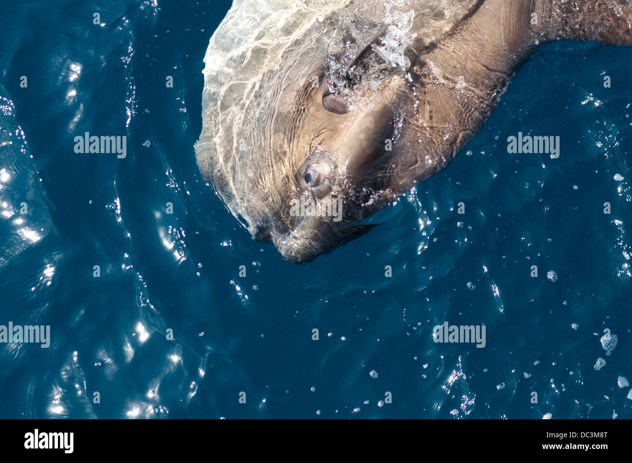 sun fish Mola mola floating at the ocean taking a sun bath offshore Rio ...
