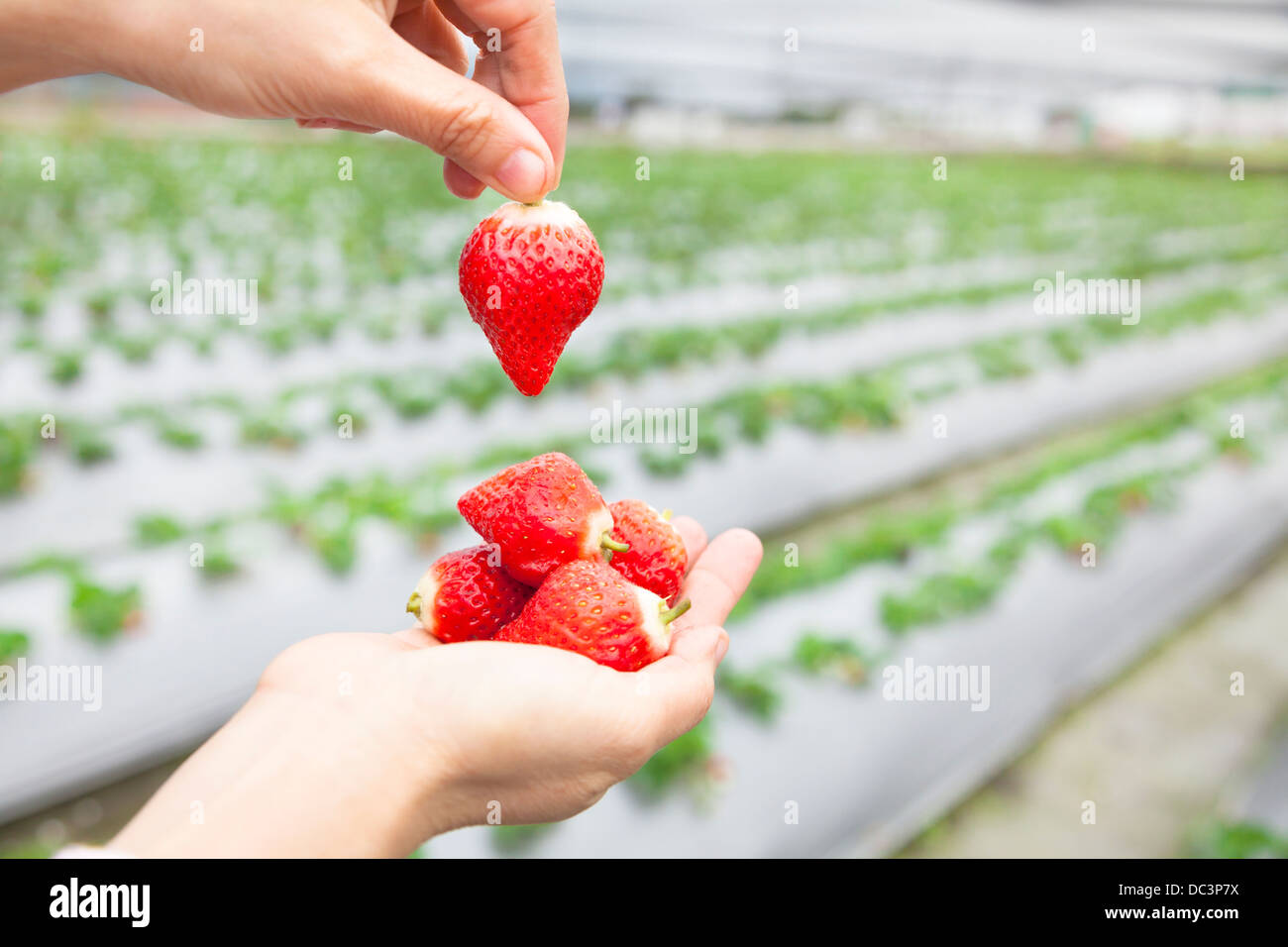 hand holding strawberry with farm background Stock Photo - Alamy