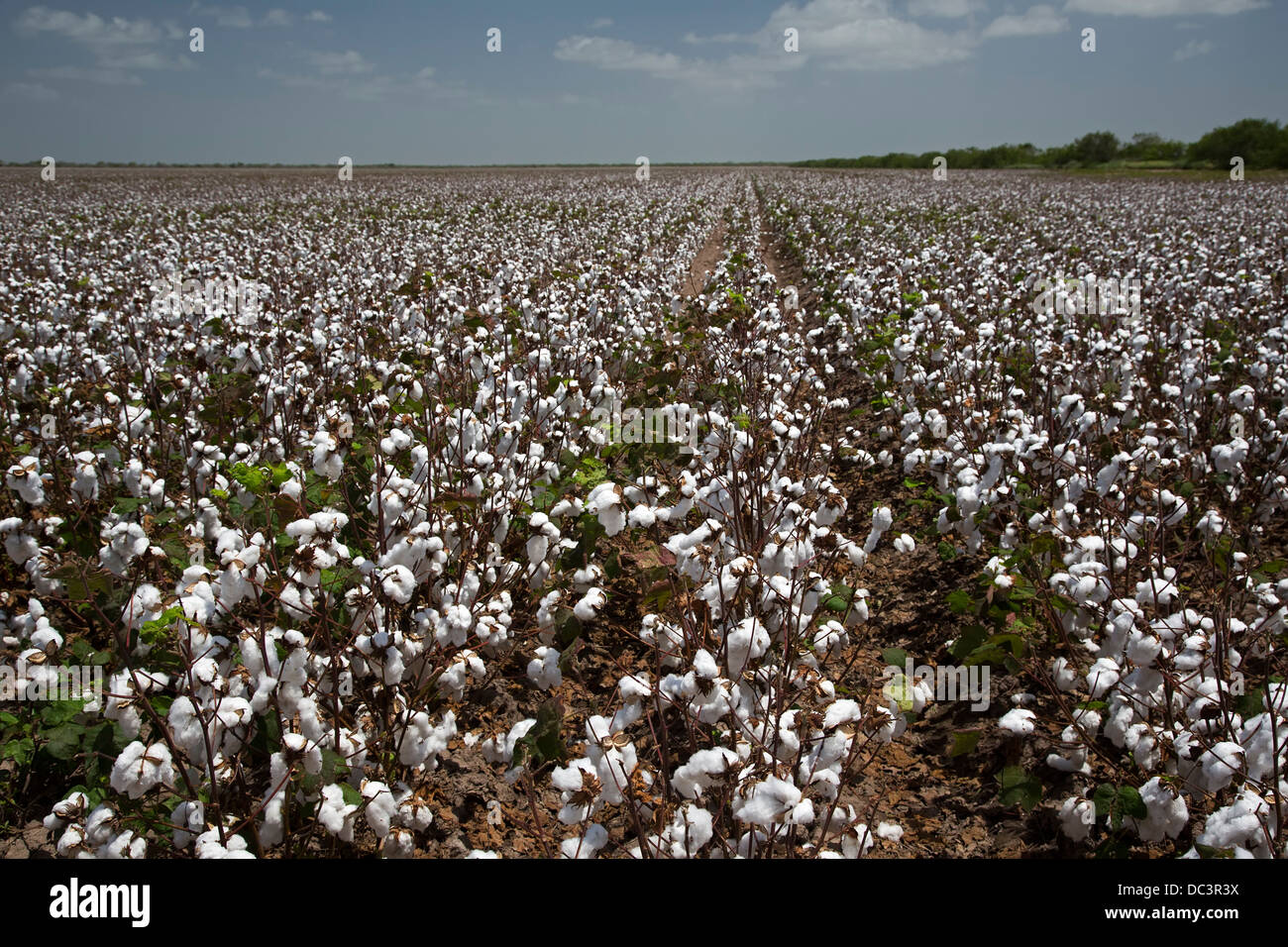 Texas cotton farming hi-res stock photography and images - Alamy