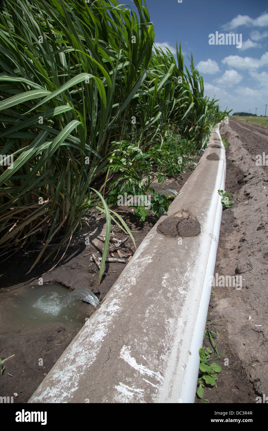 Irrigation sugarcane hi-res stock photography and images - Alamy