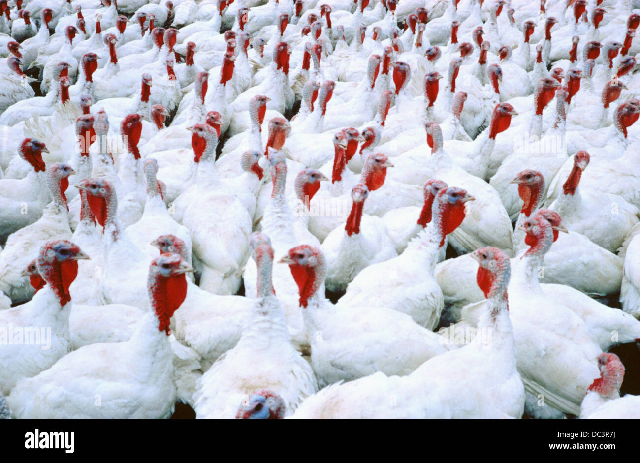 Turkeys in farm Stock Photo - Alamy