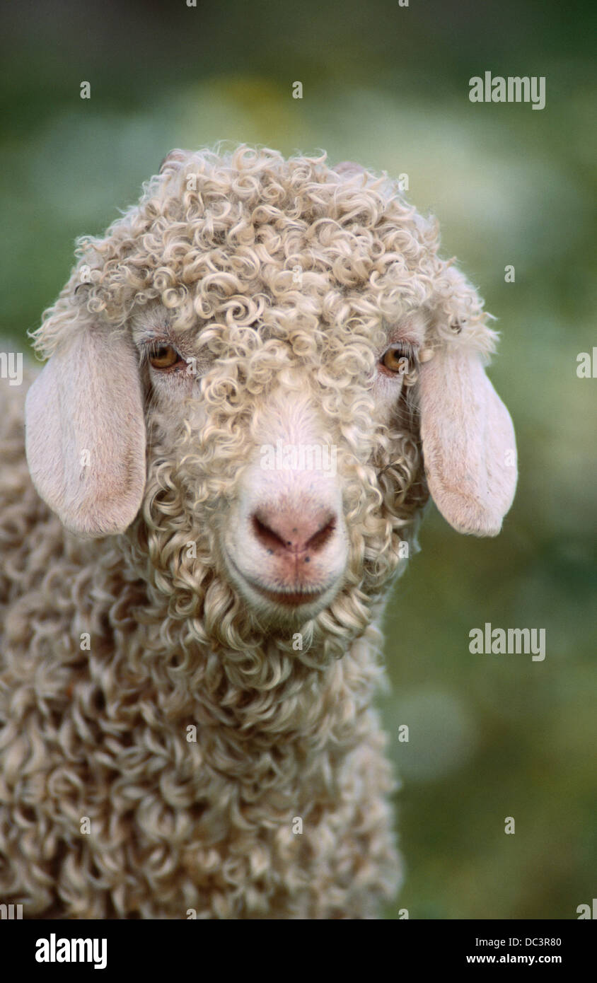 Angora sheep goats hi-res stock photography and images - Alamy