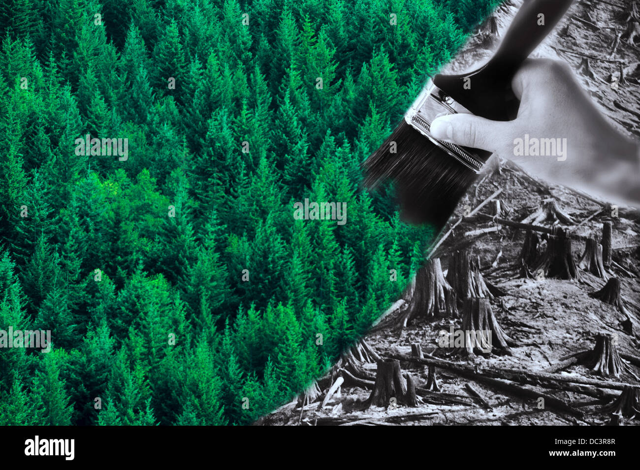 Restoring forest hi-res stock photography and images - Alamy