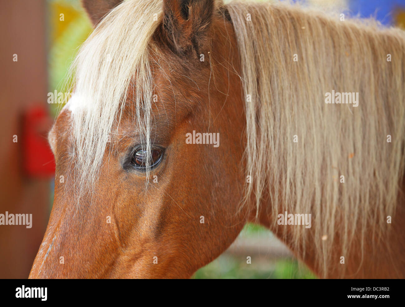Equine details hi-res stock photography and images - Alamy