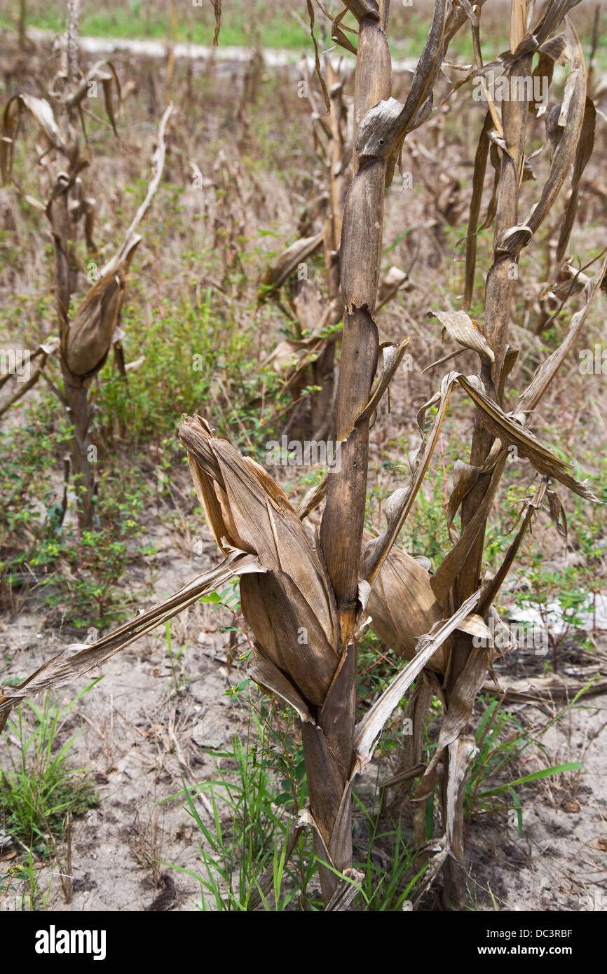 Premont, Texas - Corn field affected by Texas drought Stock Photo - Alamy