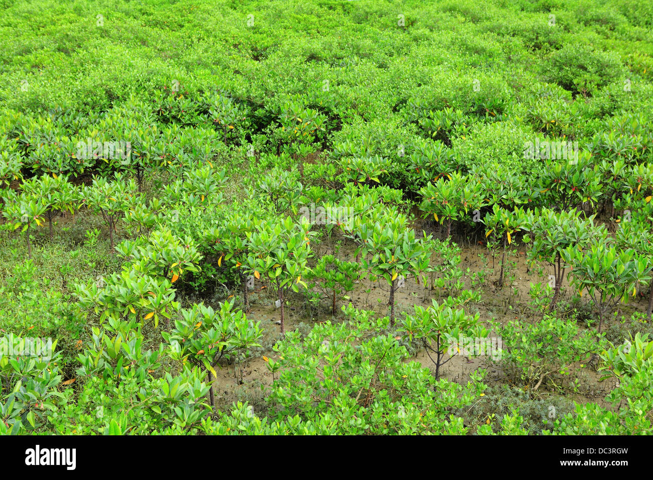 Rhizophora Woods High Resolution Stock Photography and Images - Alamy