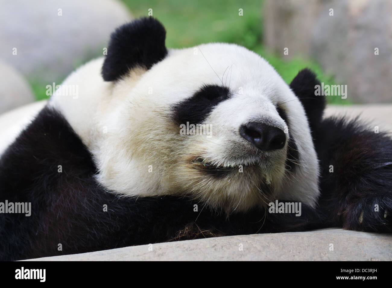 Sleeping giant big hi-res stock photography and images - Alamy