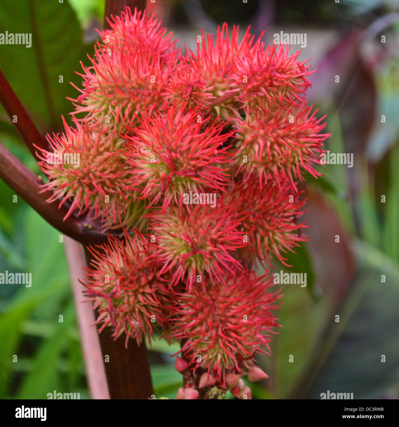 Welsh botanic gardens hi-res stock photography and images - Alamy