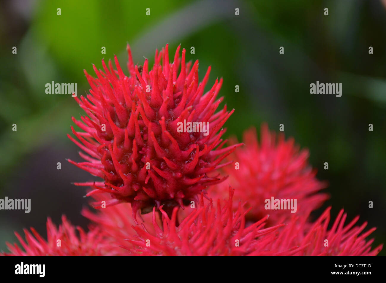 Welsh botanic gardens hi-res stock photography and images - Alamy