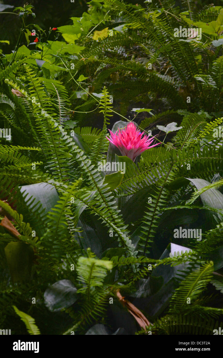 Flowers and plants at a Botanic garden in Wales Stock Photo - Alamy