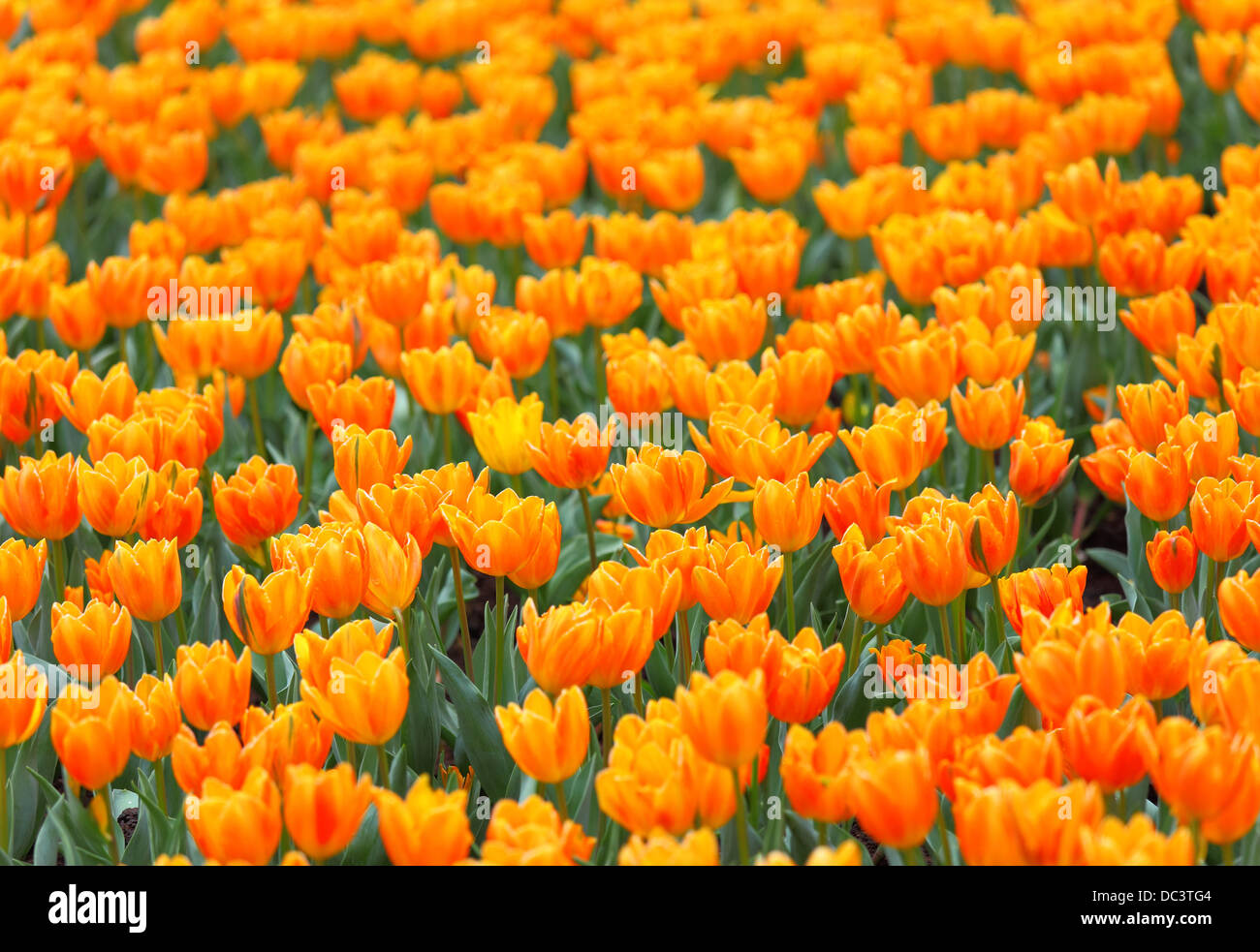 tulip in flower field Stock Photo - Alamy