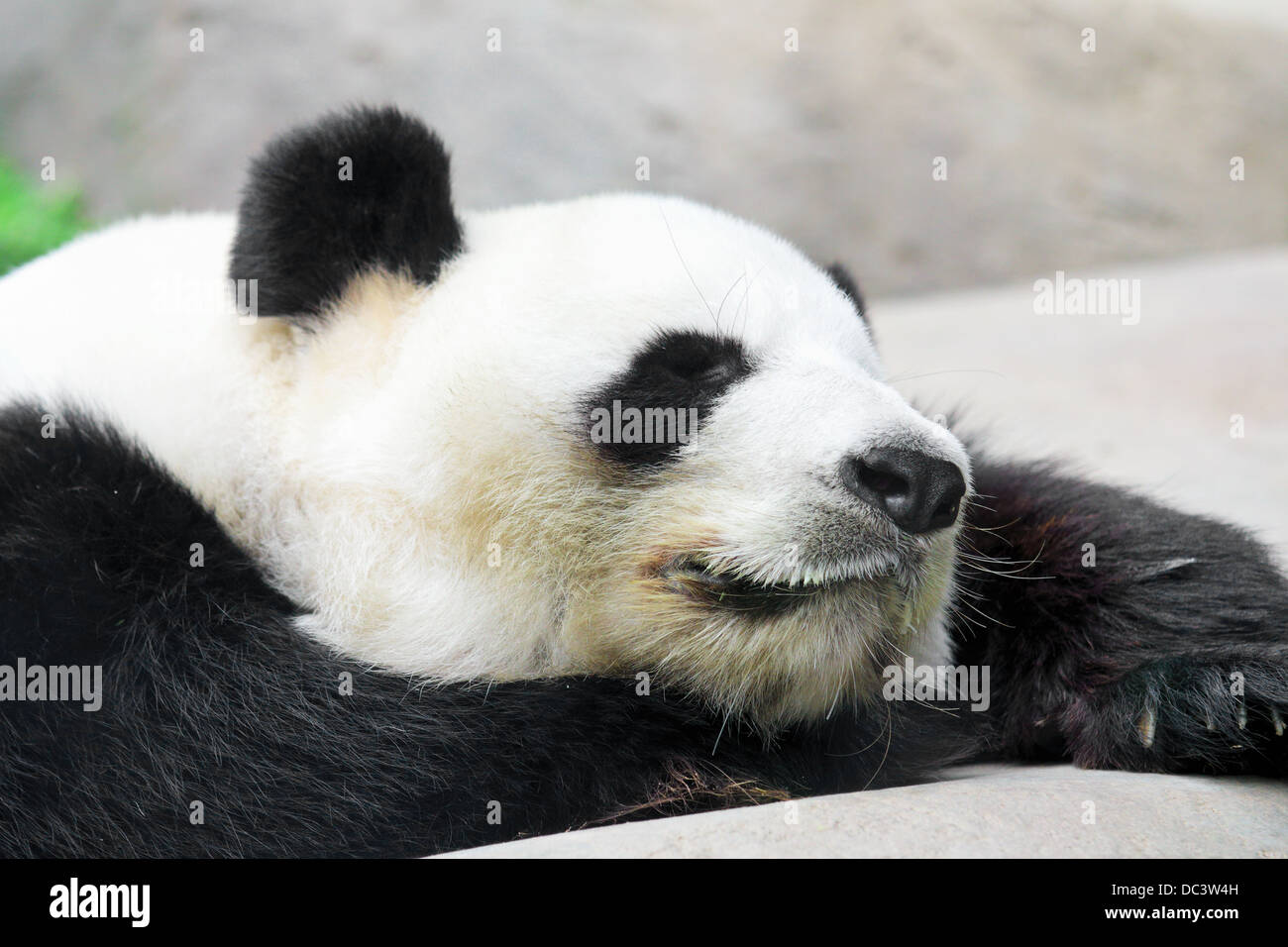 Panda cub sleep hi-res stock photography and images - Alamy