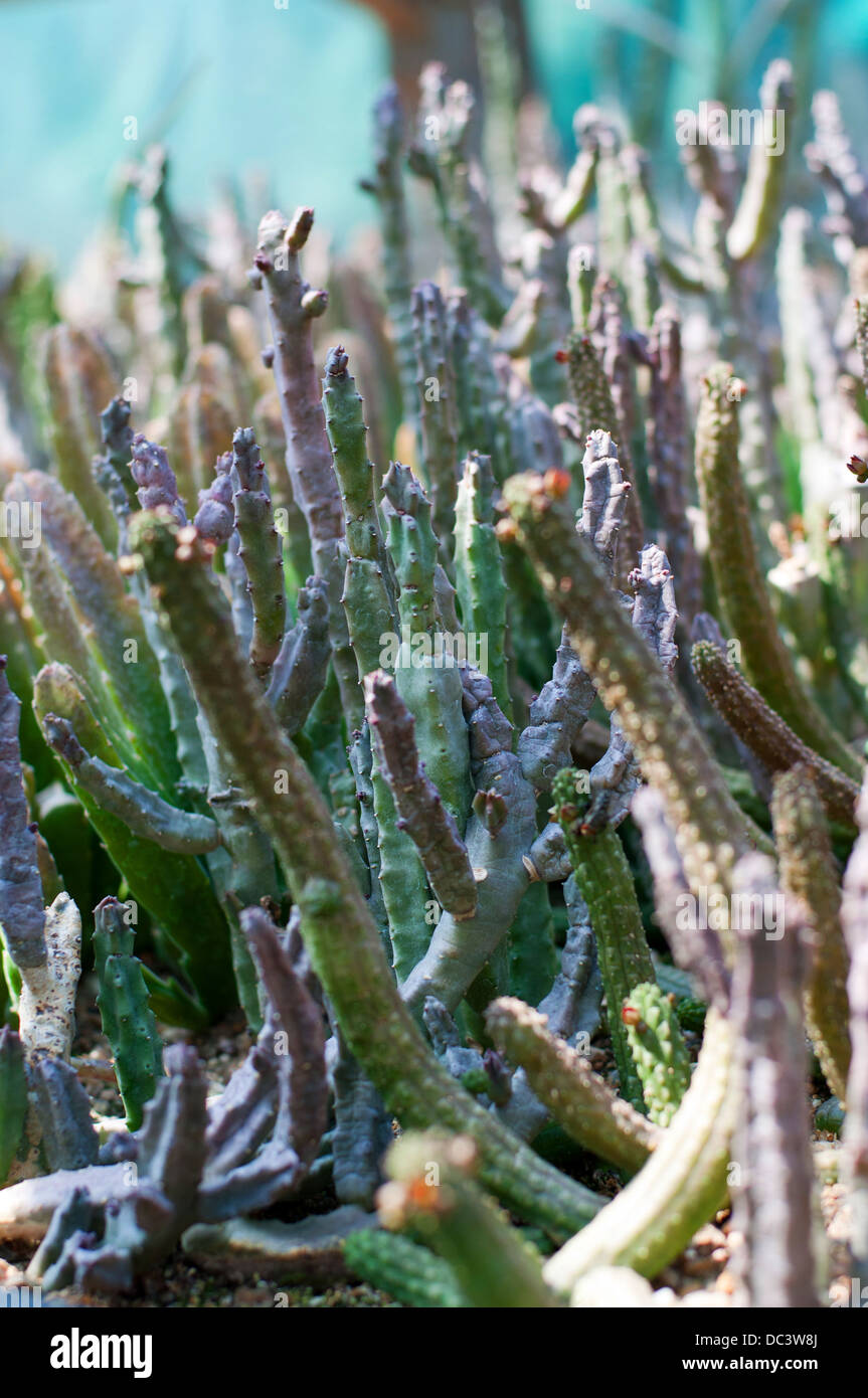 Groups of green cactus echinopsis cereiformis Stock Photo - Alamy