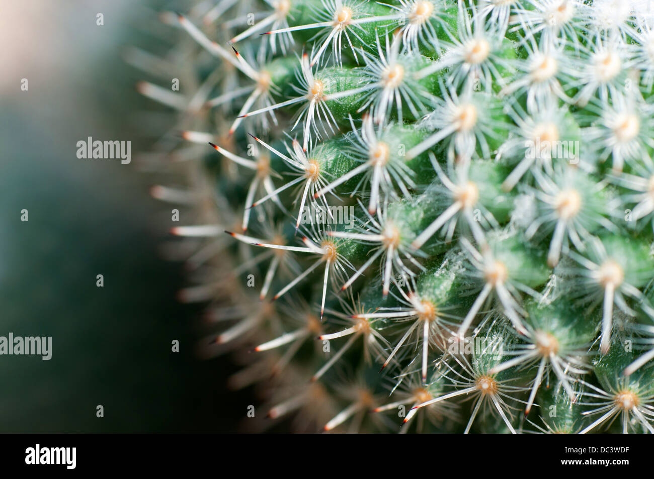 Close up of globe shaped cactus with long thorns Stock Photo - Alamy