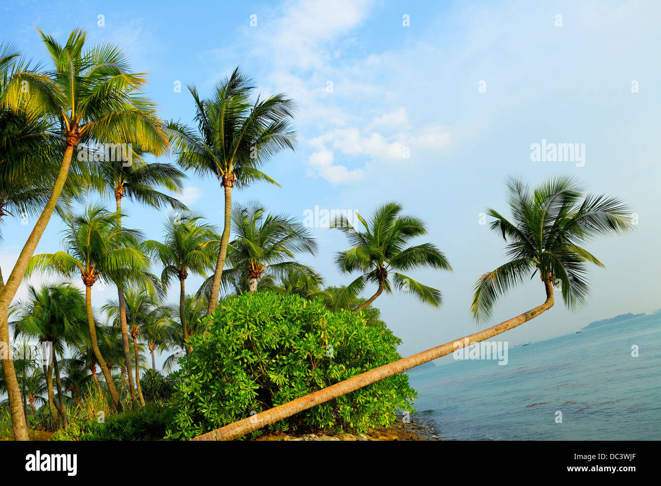 tree and landscape in sentosa, Singapore Stock Photo - Alamy