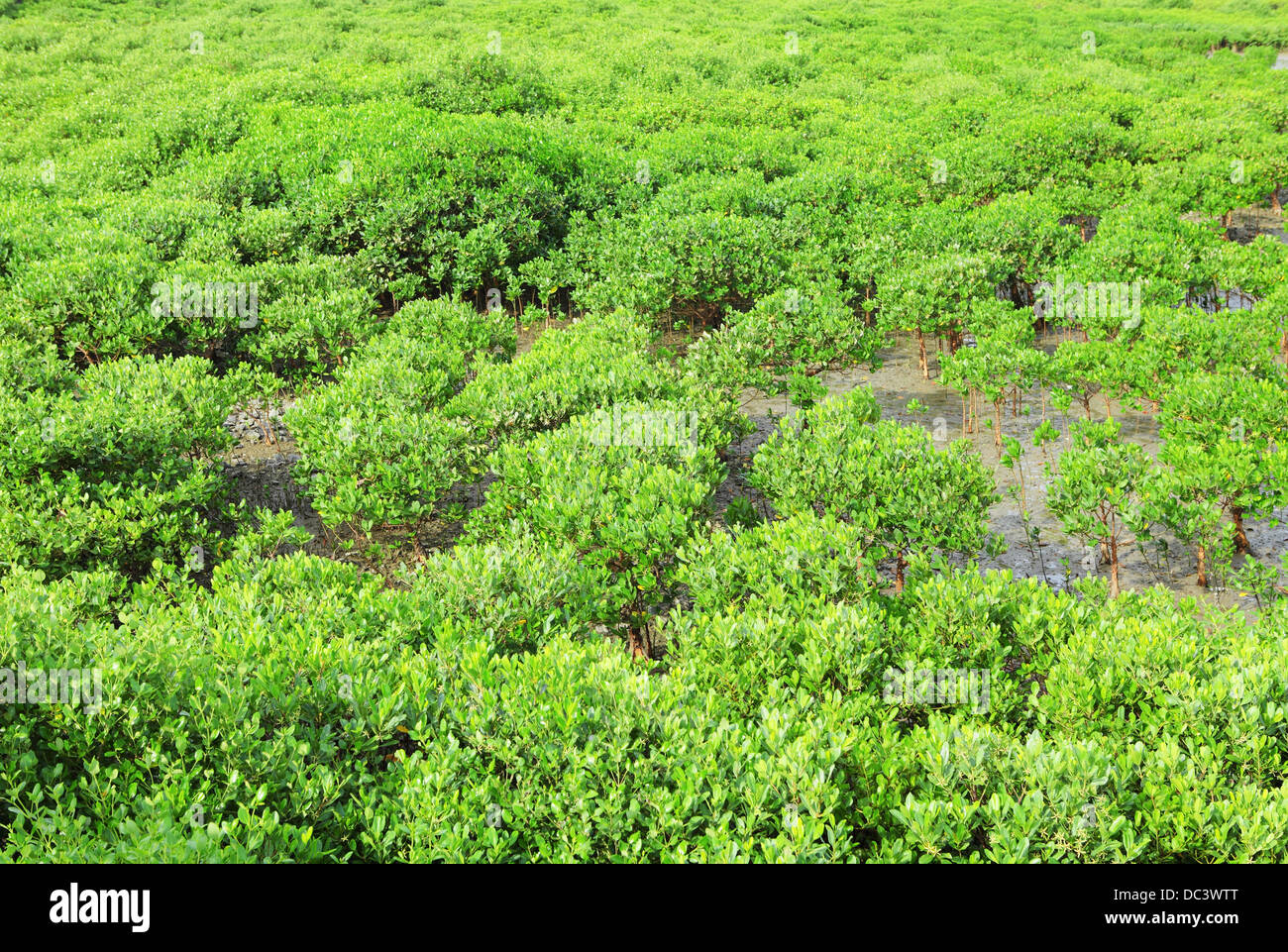 Red Mangrove wood in Hong Kong Stock Photo - Alamy