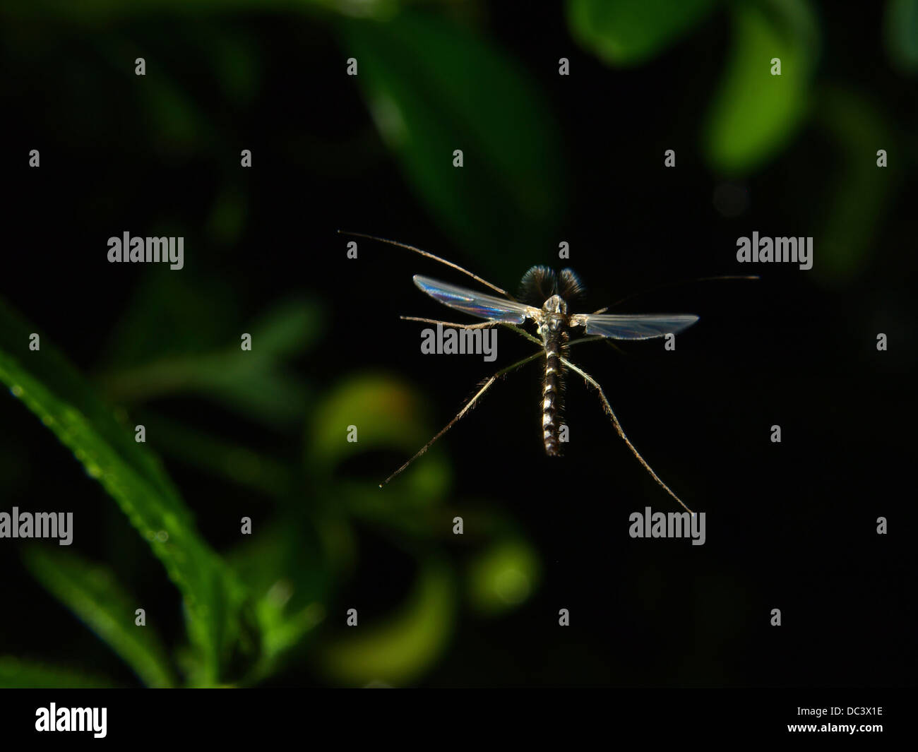 Flying pest hi-res stock photography and images - Alamy