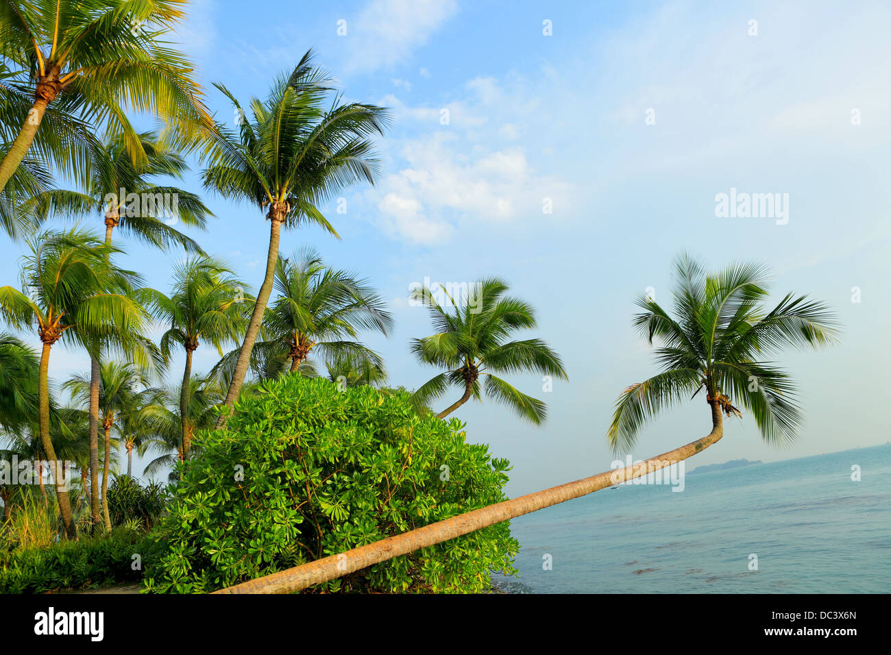 tree and landscape in sentosa, Singapore Stock Photo - Alamy