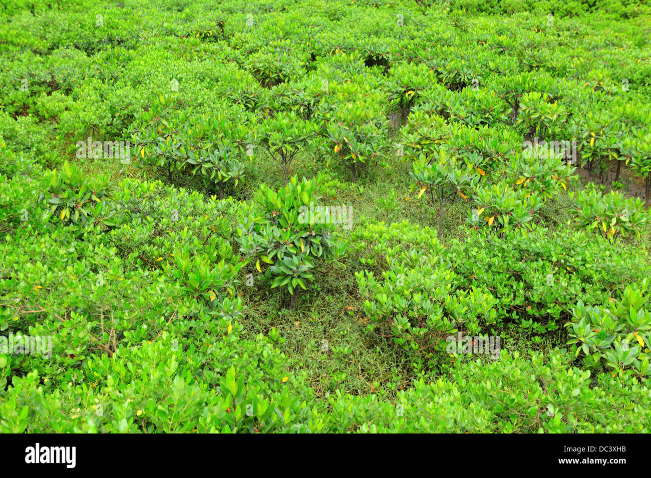 Red Mangrove wood in Hong Kong Stock Photo - Alamy