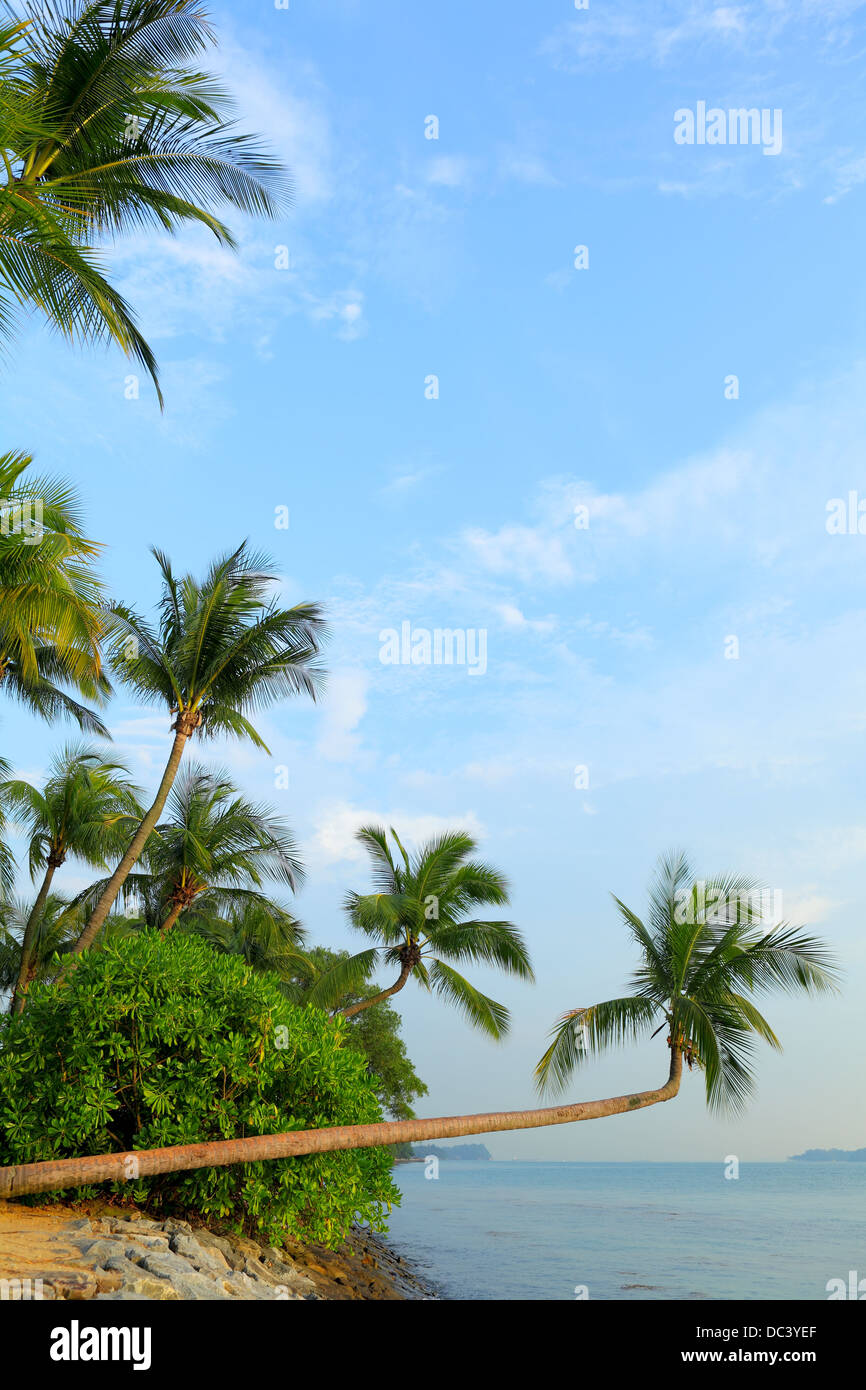 tree and landscape in sentosa, Singapore Stock Photo - Alamy