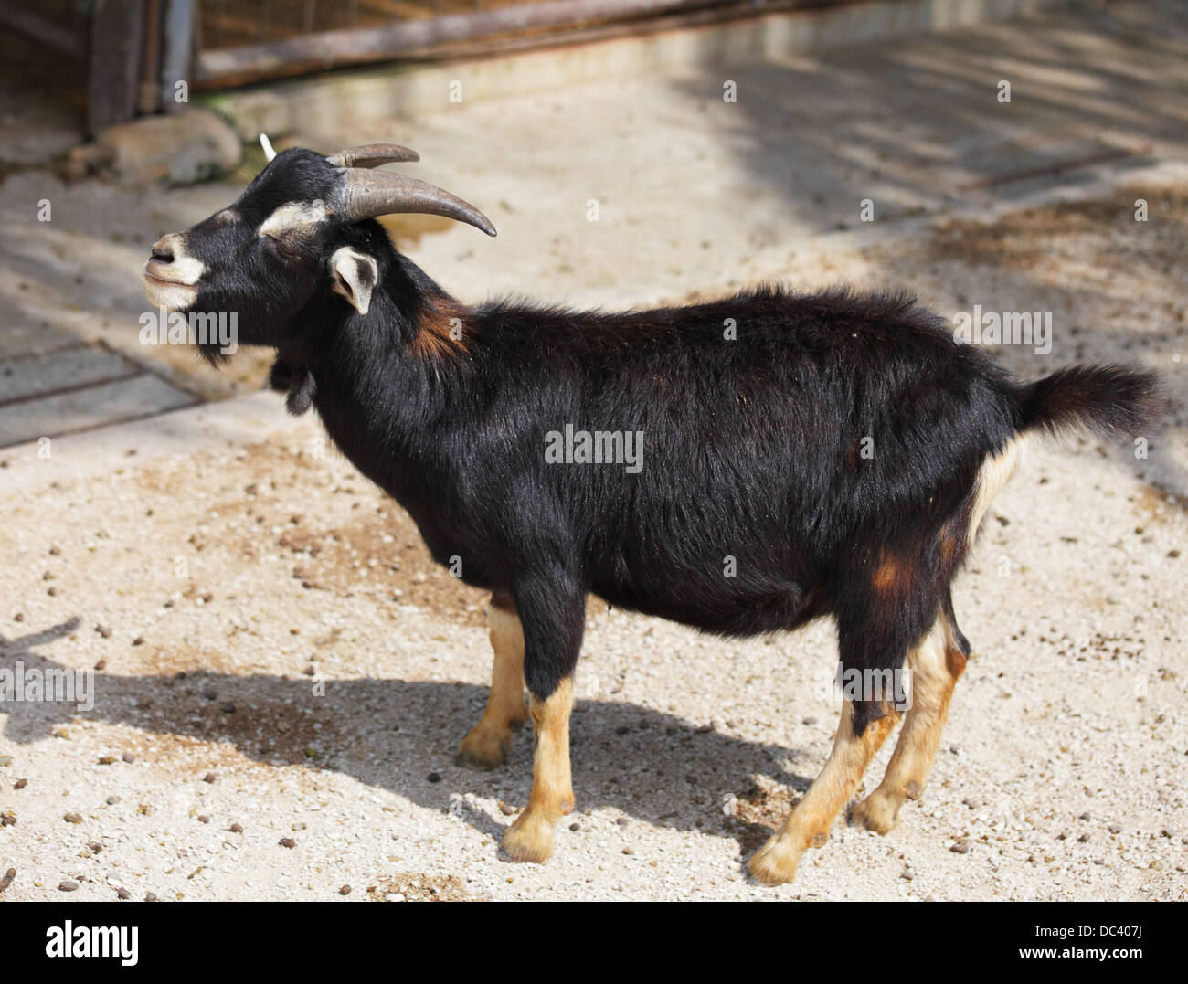 goat in farm Stock Photo - Alamy