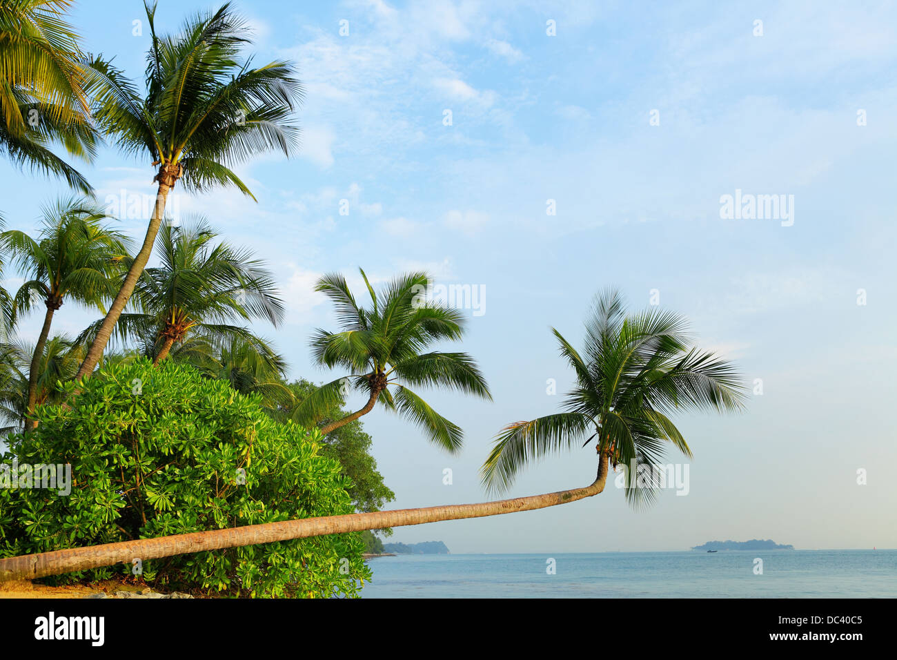 tree and sea in sentosa, Singapore Stock Photo - Alamy