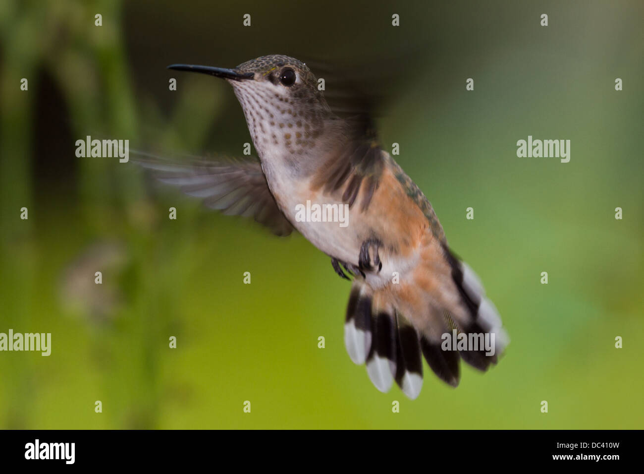 closeup of a small humming bird with a natural green background Stock ...