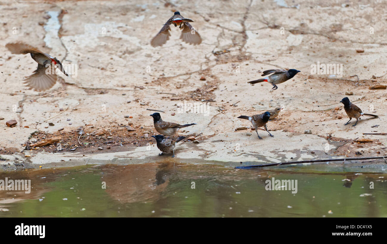 Indian bulbul hi-res stock photography and images - Alamy