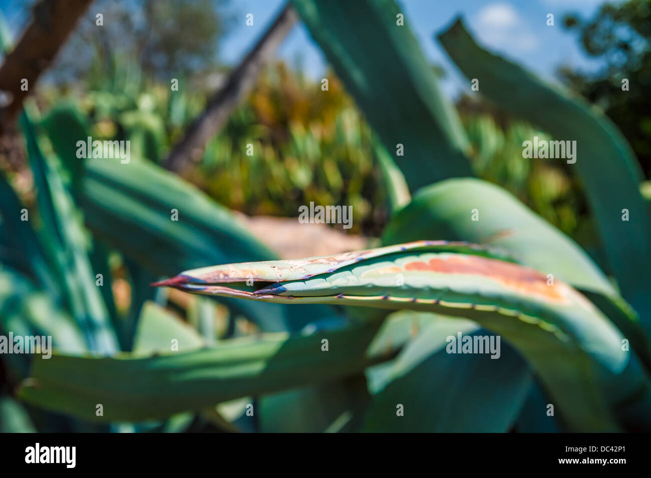 Natural growing plant of agave, close up Stock Photo - Alamy